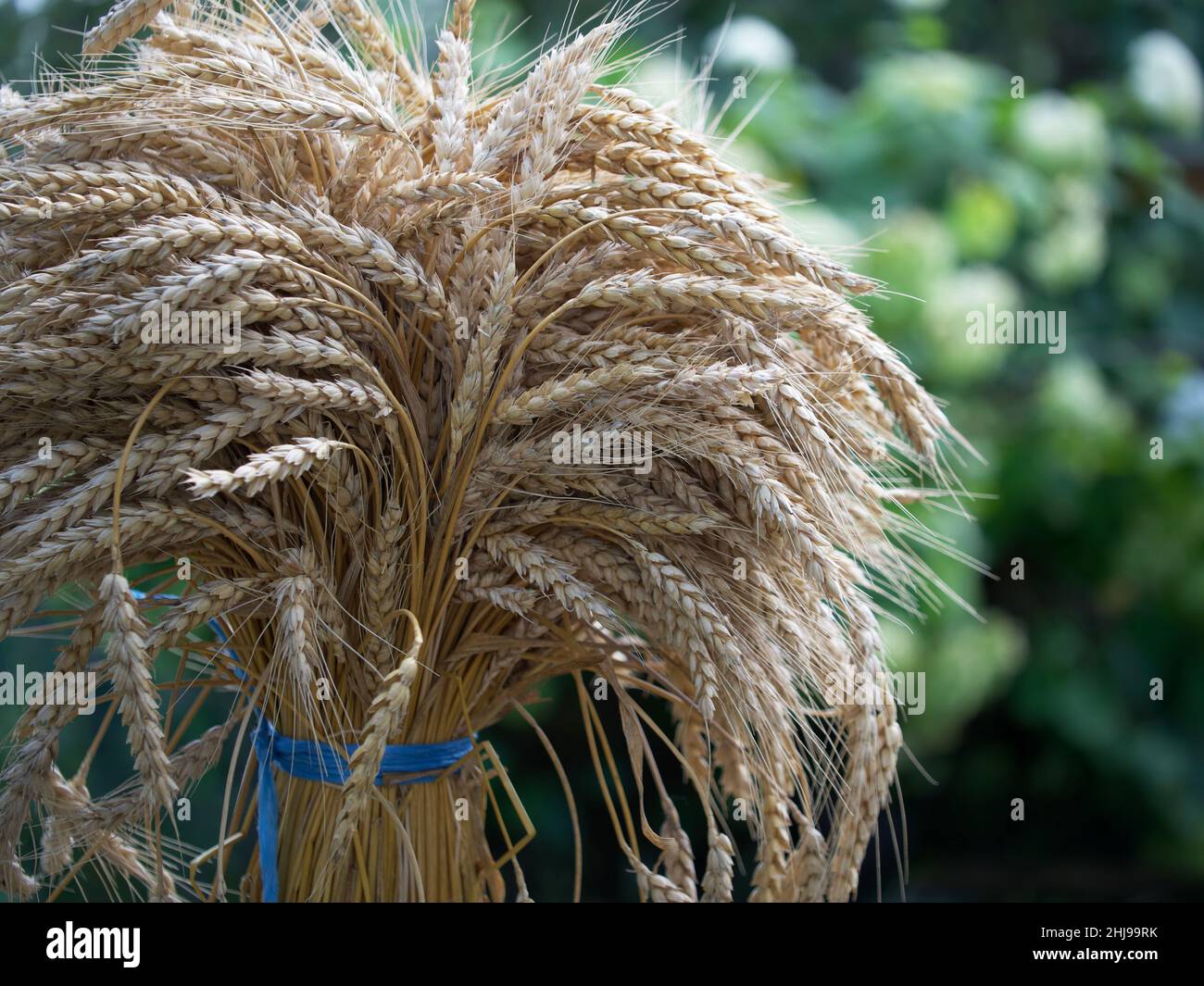 Sheaf of wheat hi-res stock photography and images - Alamy