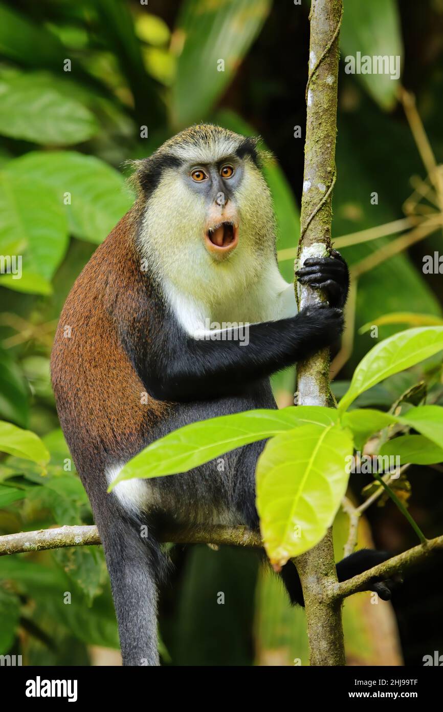 Mona monkey (Cercopithecus mona) sitting on a tree, Grand Etang ...