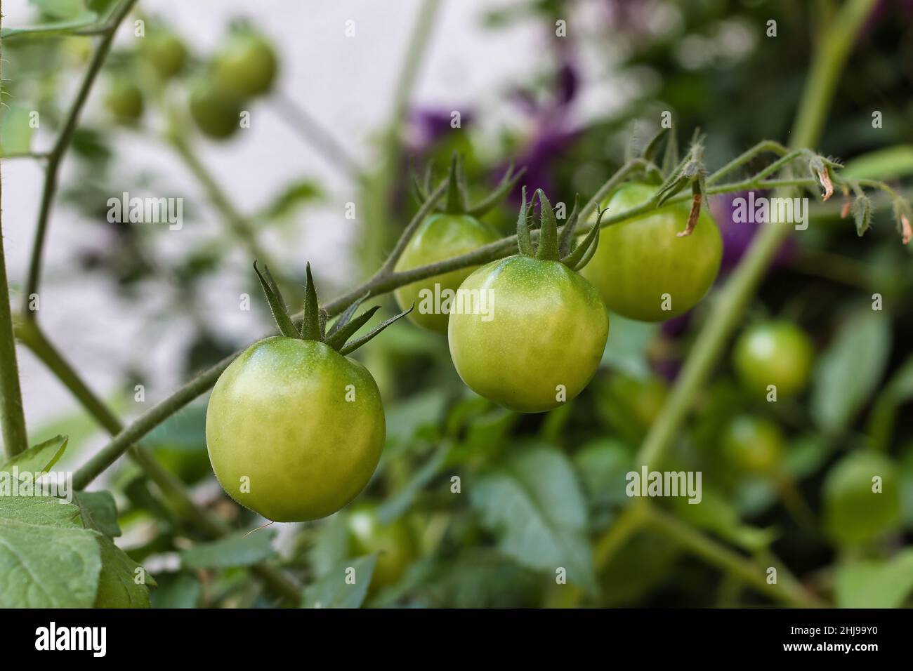 Macro image of unripe tomatoes Stock Photo - Alamy