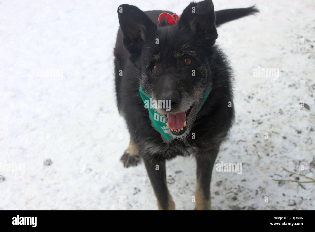 A cheerful dog with one eye with a handkerchief around his neck. The ...