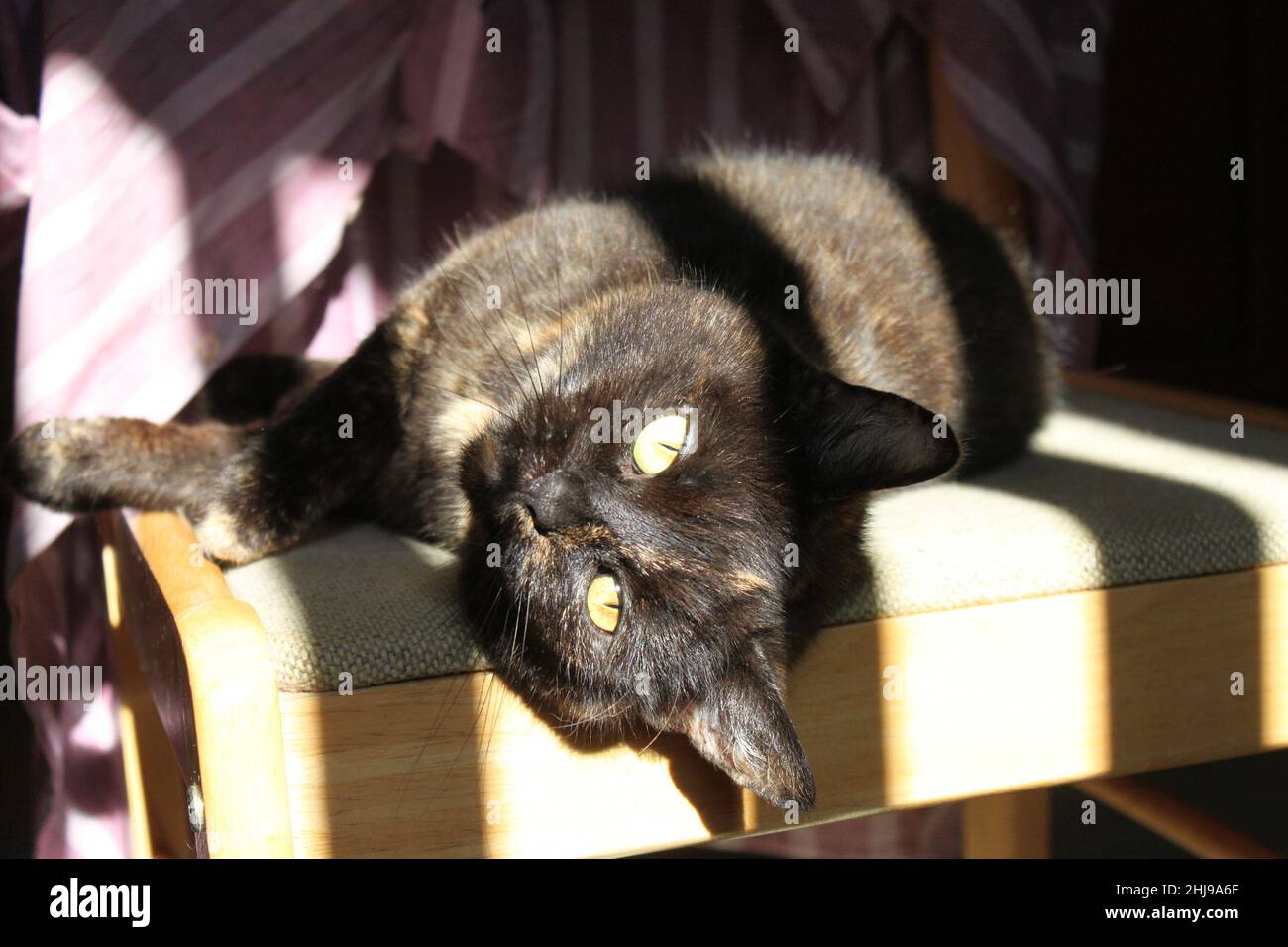 The tortoiseshell cat likes the sunshine. A beautiful yellow-eyed ...