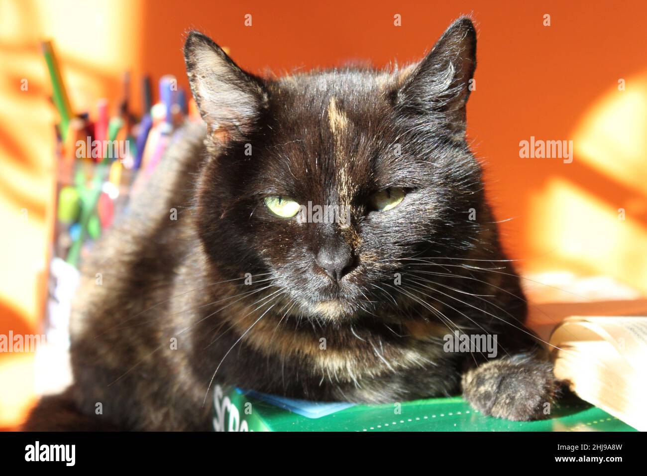 The tortoiseshell cat likes the sunshine. A beautiful yellow-eyed ...