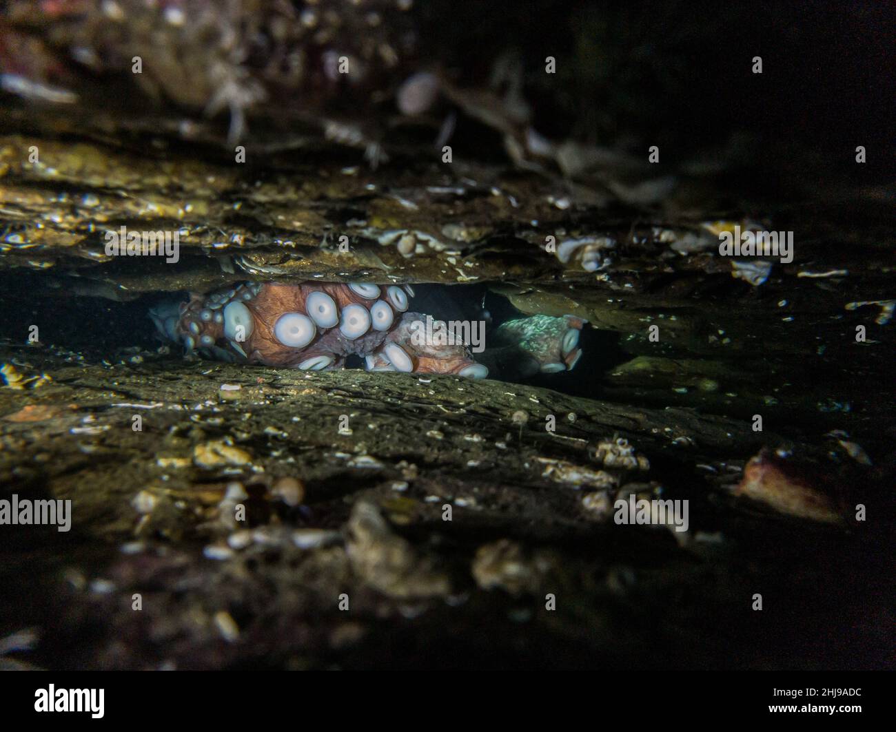 Octopus on rock hi-res stock photography and images - Alamy