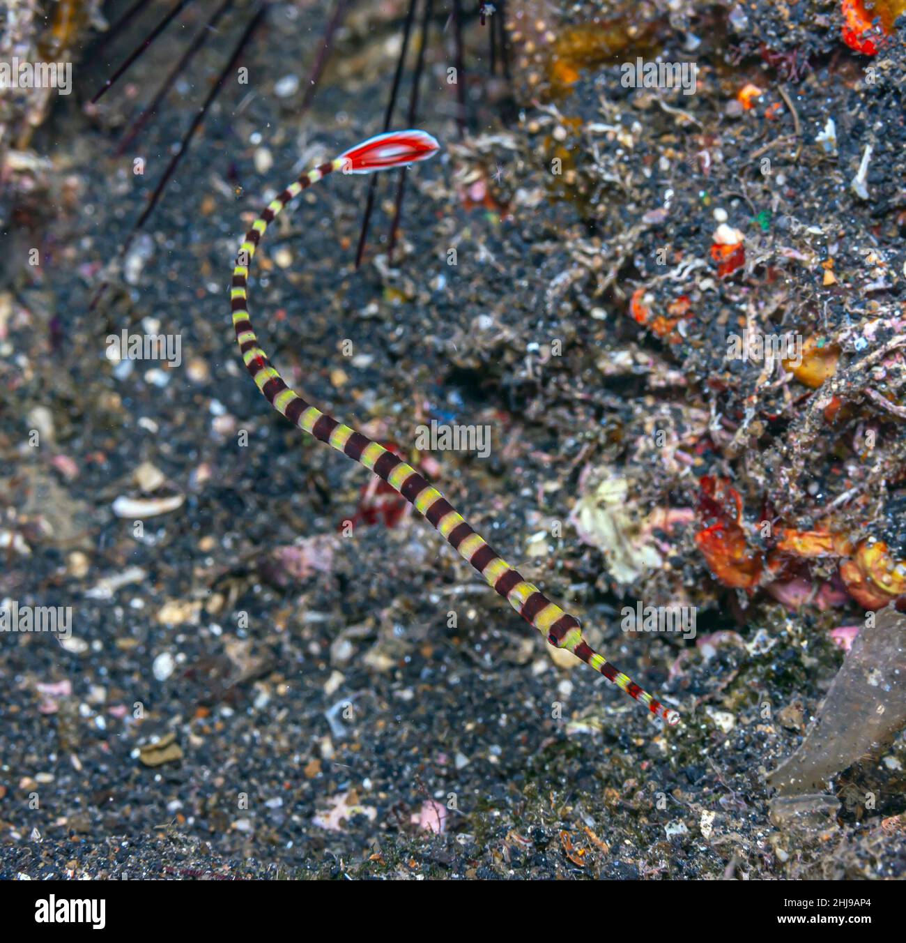 Pipe fishes hi-res stock photography and images - Alamy