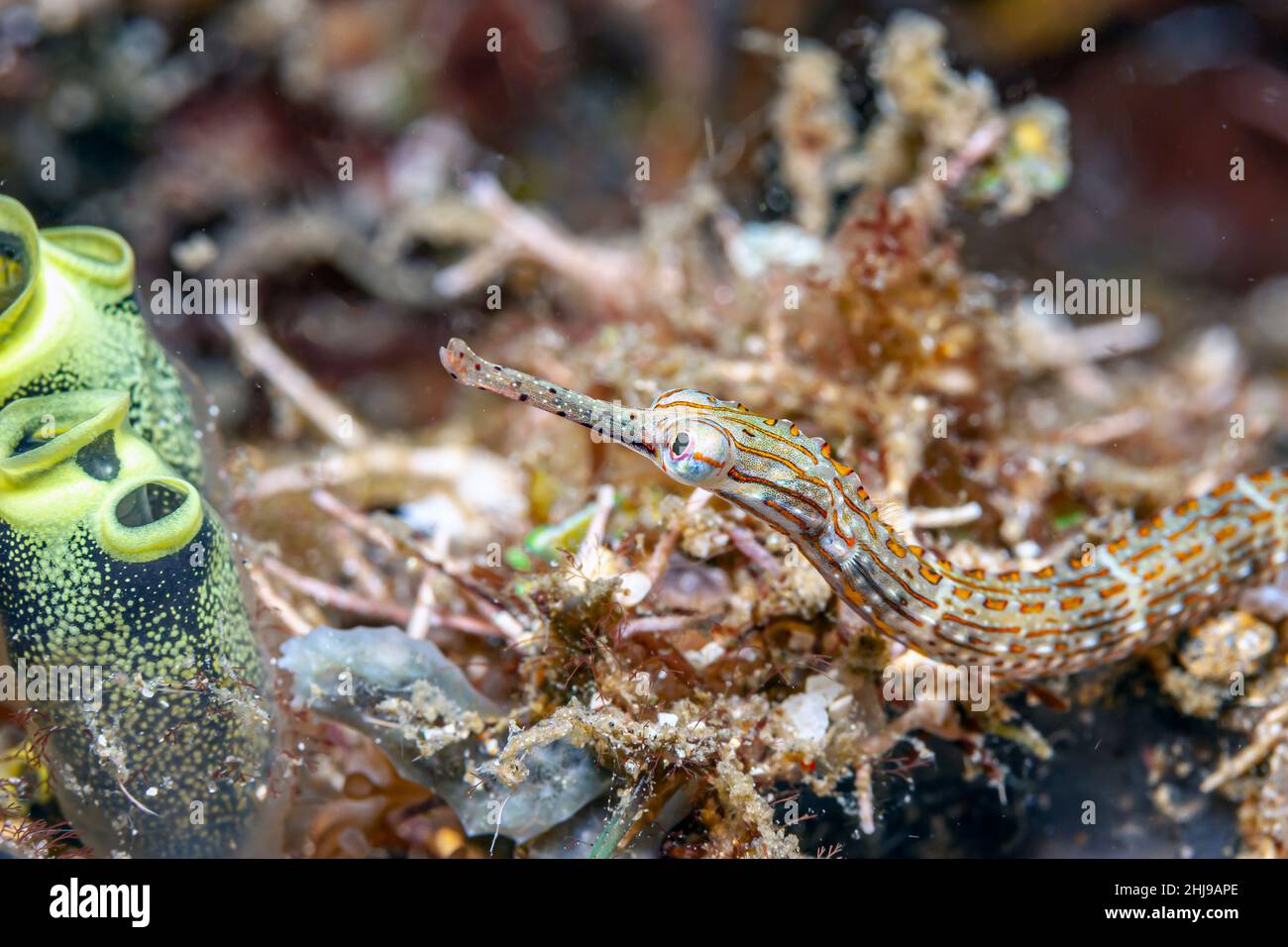 Pipefishes or pipe-fishes Syngnathinae are a subfamily of small fishes ...