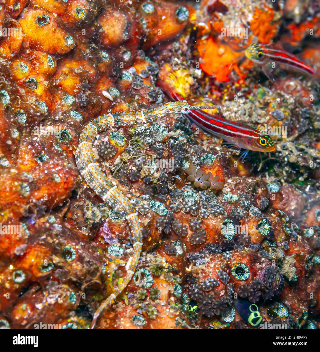 Pipefishes or pipe-fishes Syngnathinae are a subfamily of small fishes ...