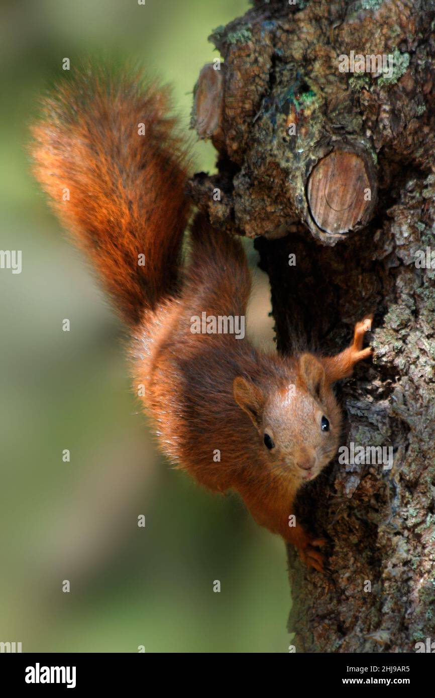 squirrel in a tree looking into the camera Stock Photo - Alamy