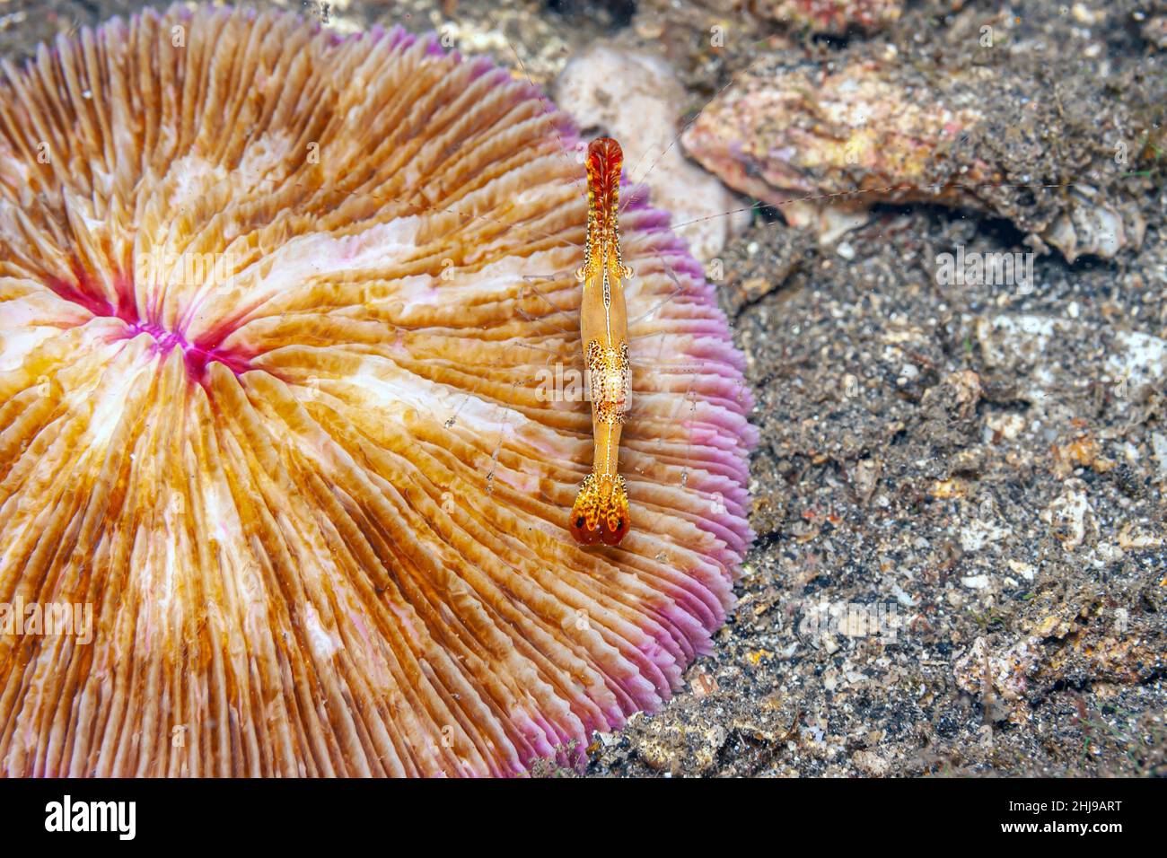 Pipefishes or pipe-fishes Syngnathinae are a subfamily of small fishes ...