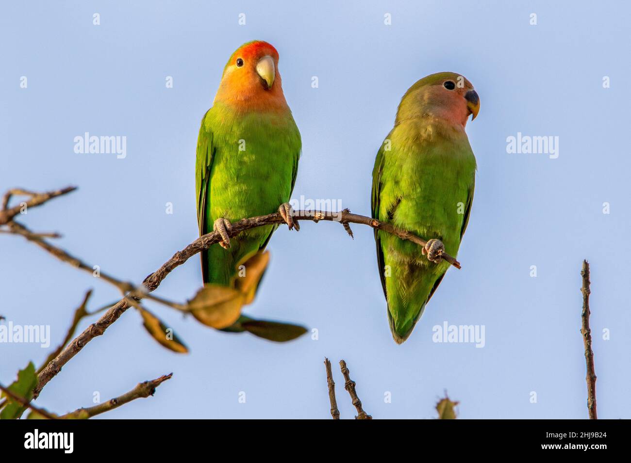 African Lovebirds Male And Female