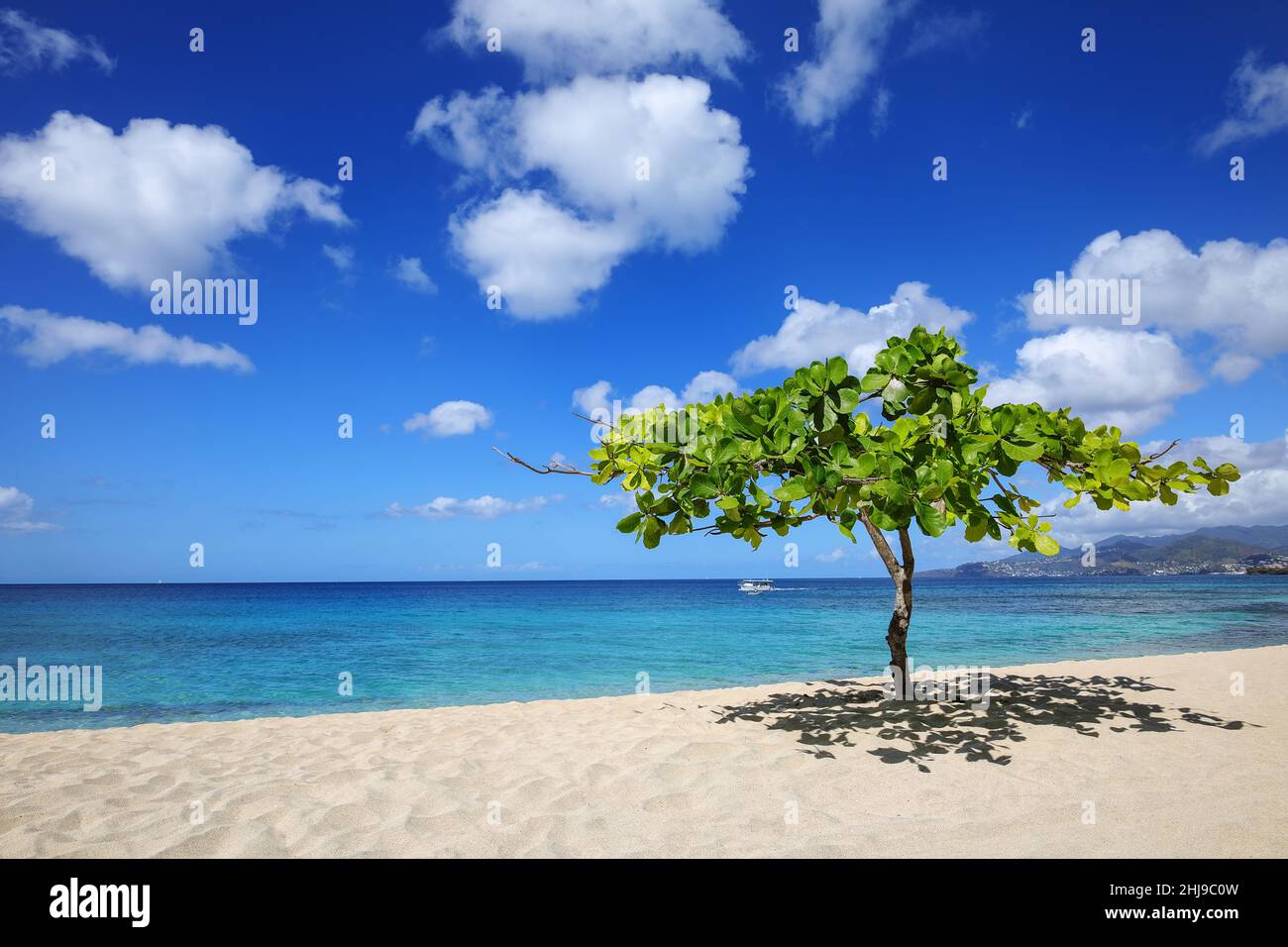 Shady tree hi-res stock photography and images - Alamy