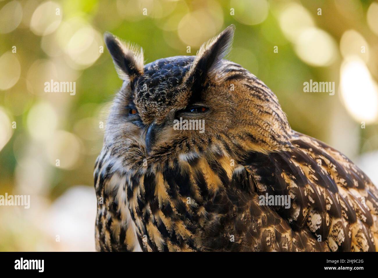 Sleepy owl face close up Stock Photo - Alamy