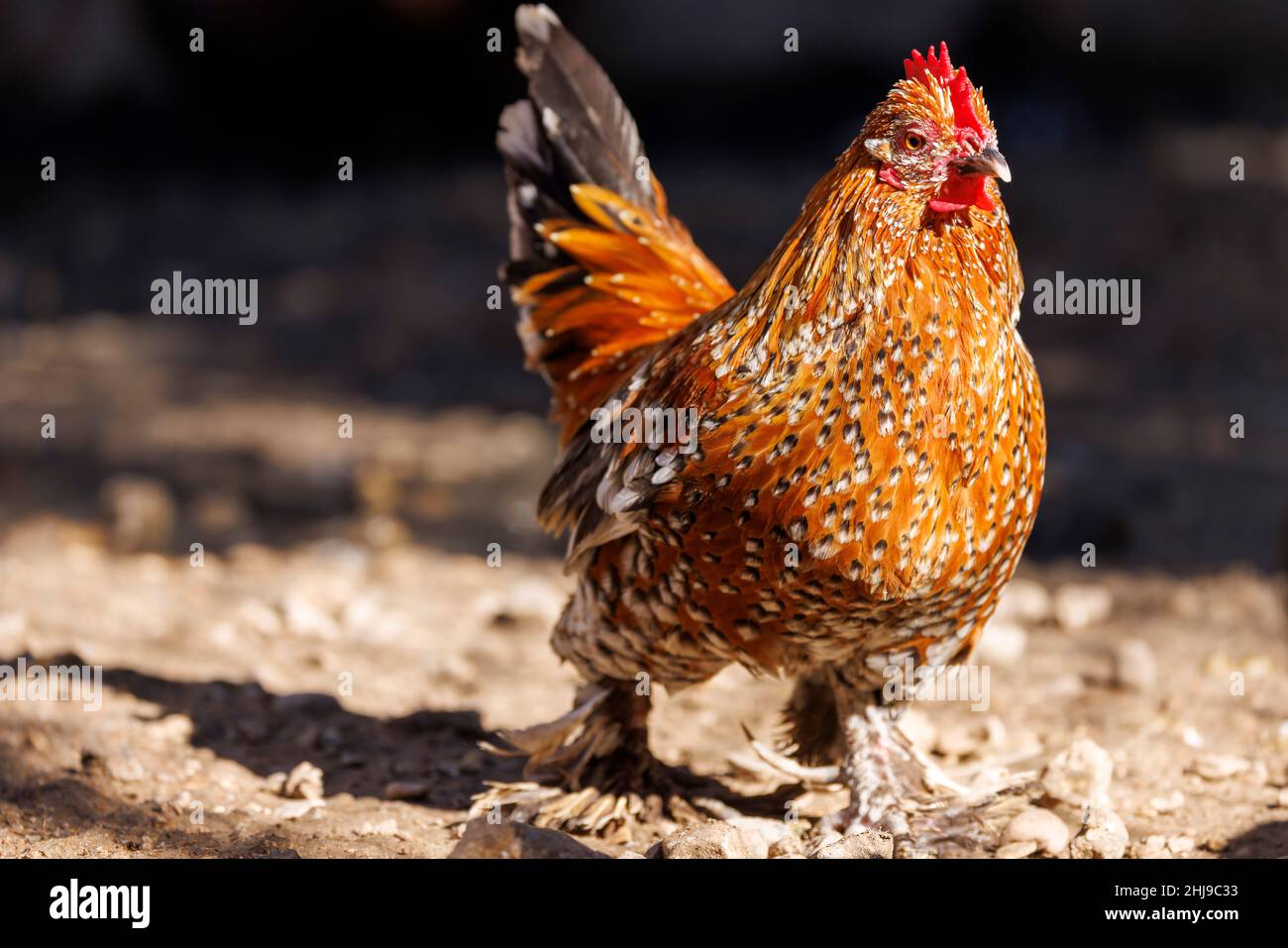Domestic chicken with colorful feathers Stock Photo - Alamy