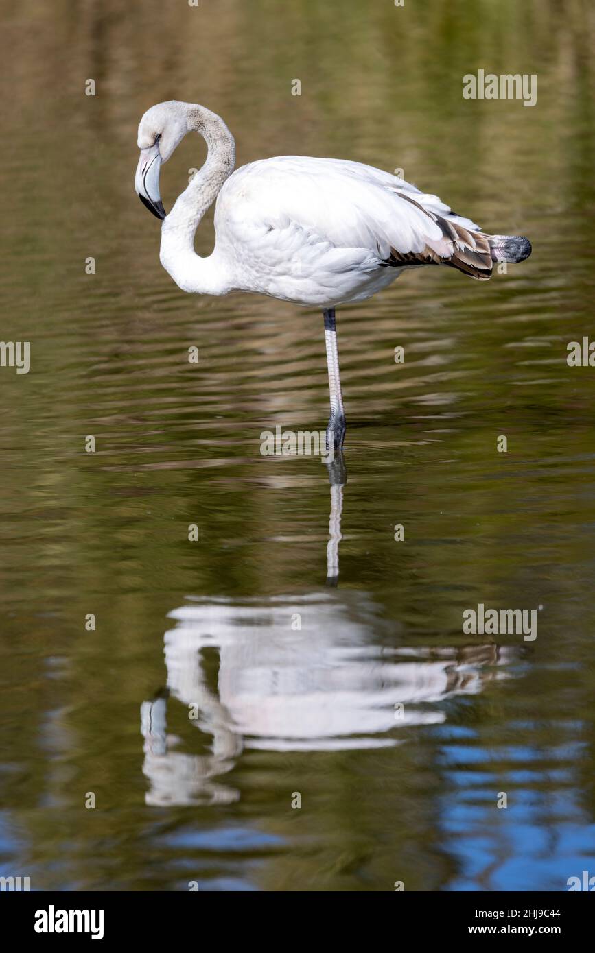 Great white flamingo hi-res stock photography and images - Alamy