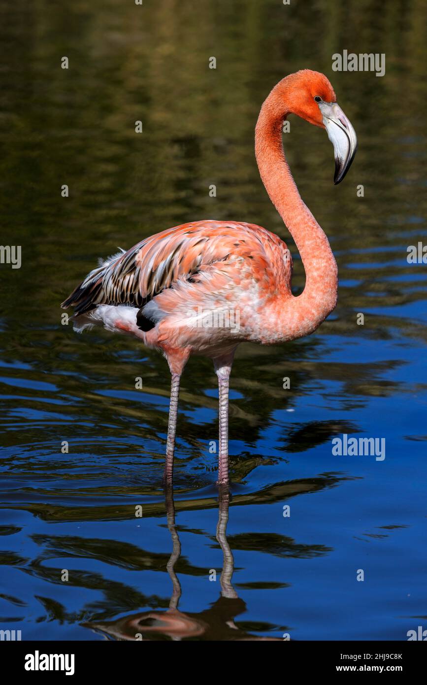 Waterfowl with long beaks hi-res stock photography and images - Alamy