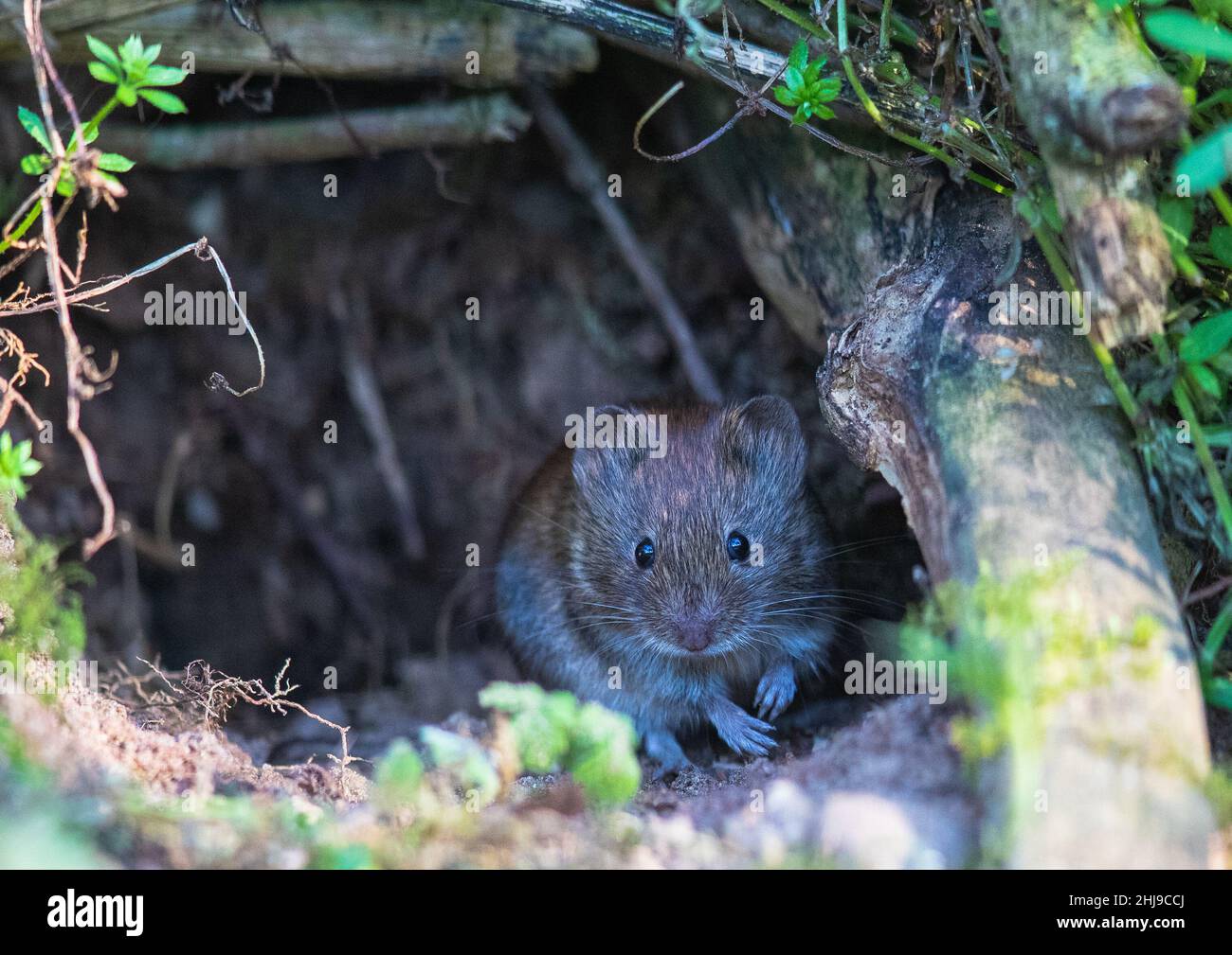 Red Tree Vole
