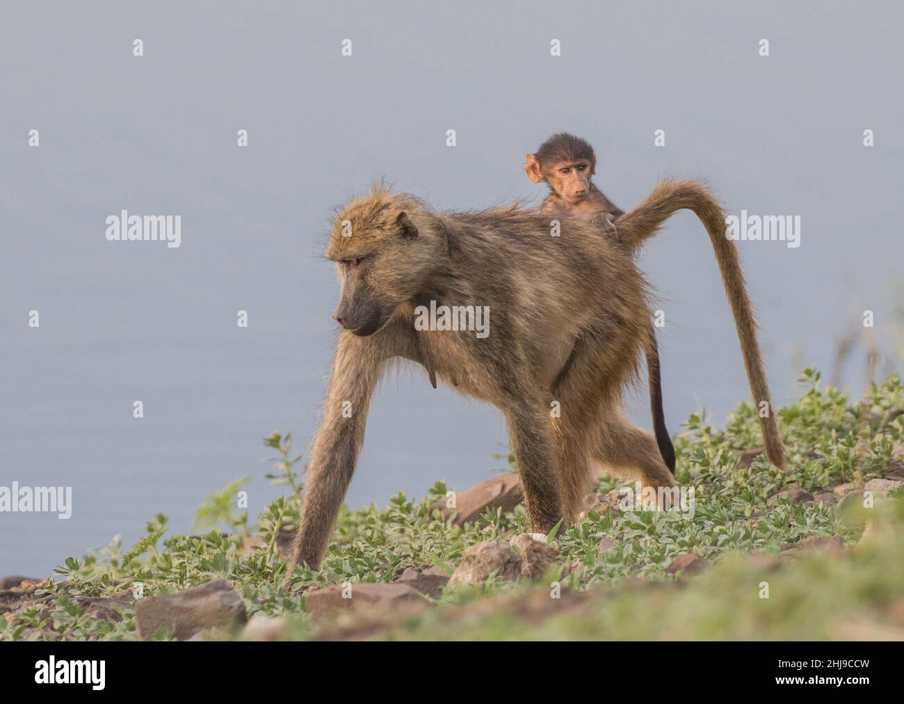 A Chacma Baboon mother with her baby clinging to her back , walking ...