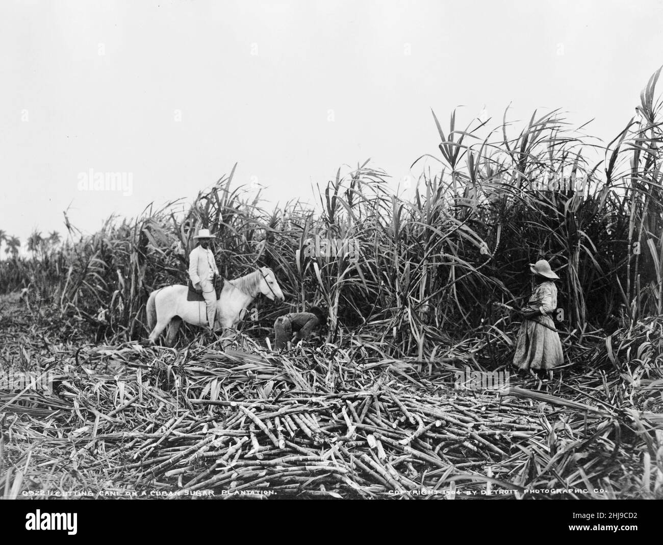 Cutting Cane on a Cuban sugar plantation - Overseer sits astride his ...