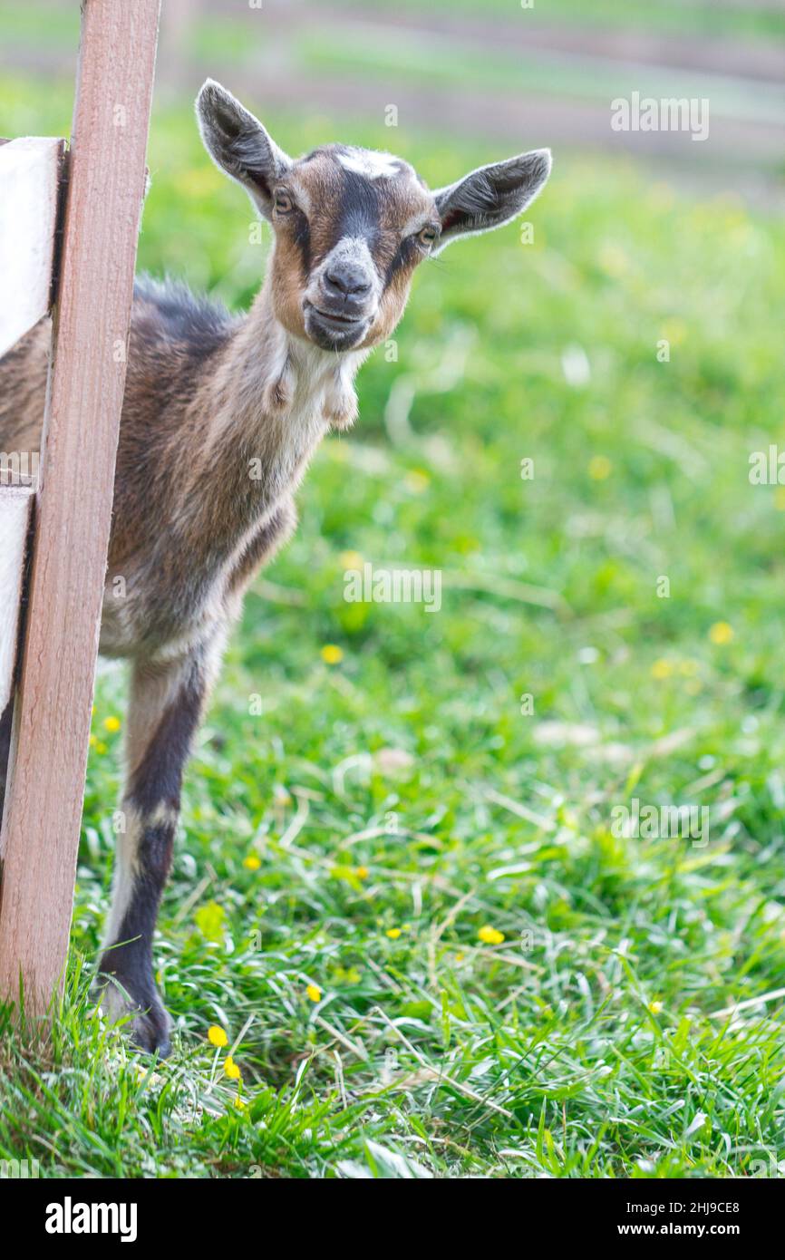 A goat with a look into the camera Stock Photo - Alamy