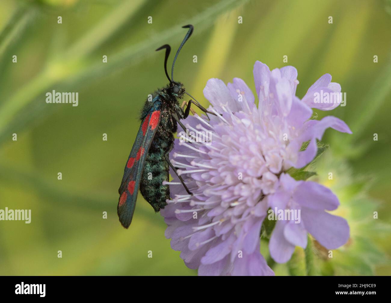 Black moth with red spots hi-res stock photography and images - Alamy