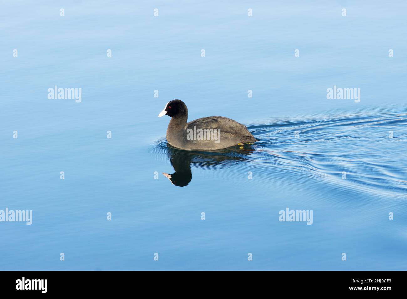 Black and white coot duck swims in the water of a pond Stock Photo - Alamy