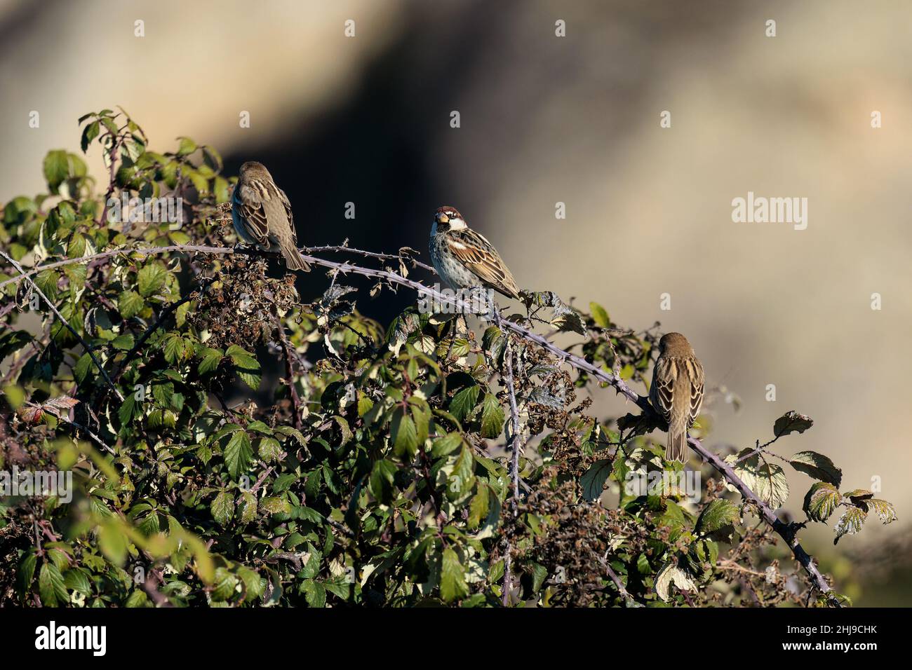 Brambles house hi-res stock photography and images - Alamy