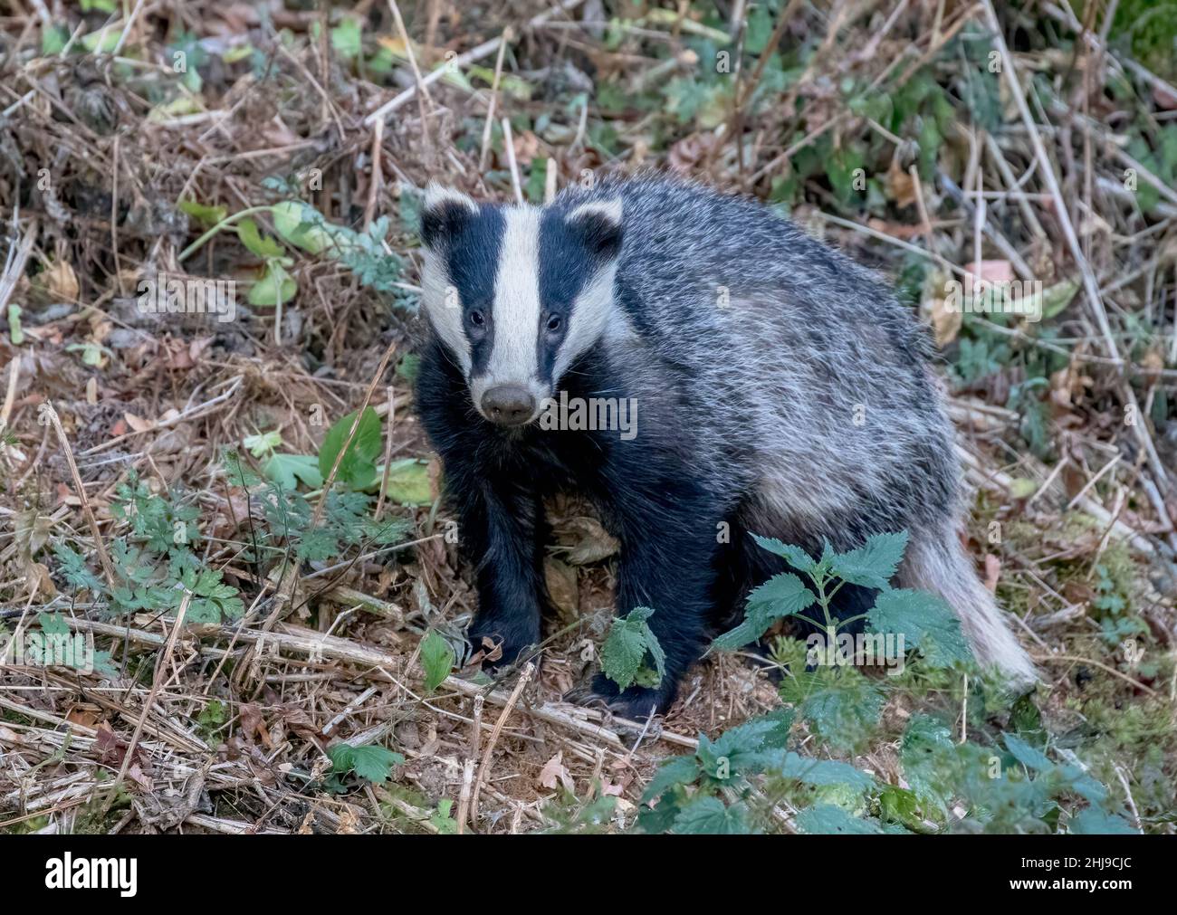 A wild Badger (Meles meles) standing looking at the camera in good ...