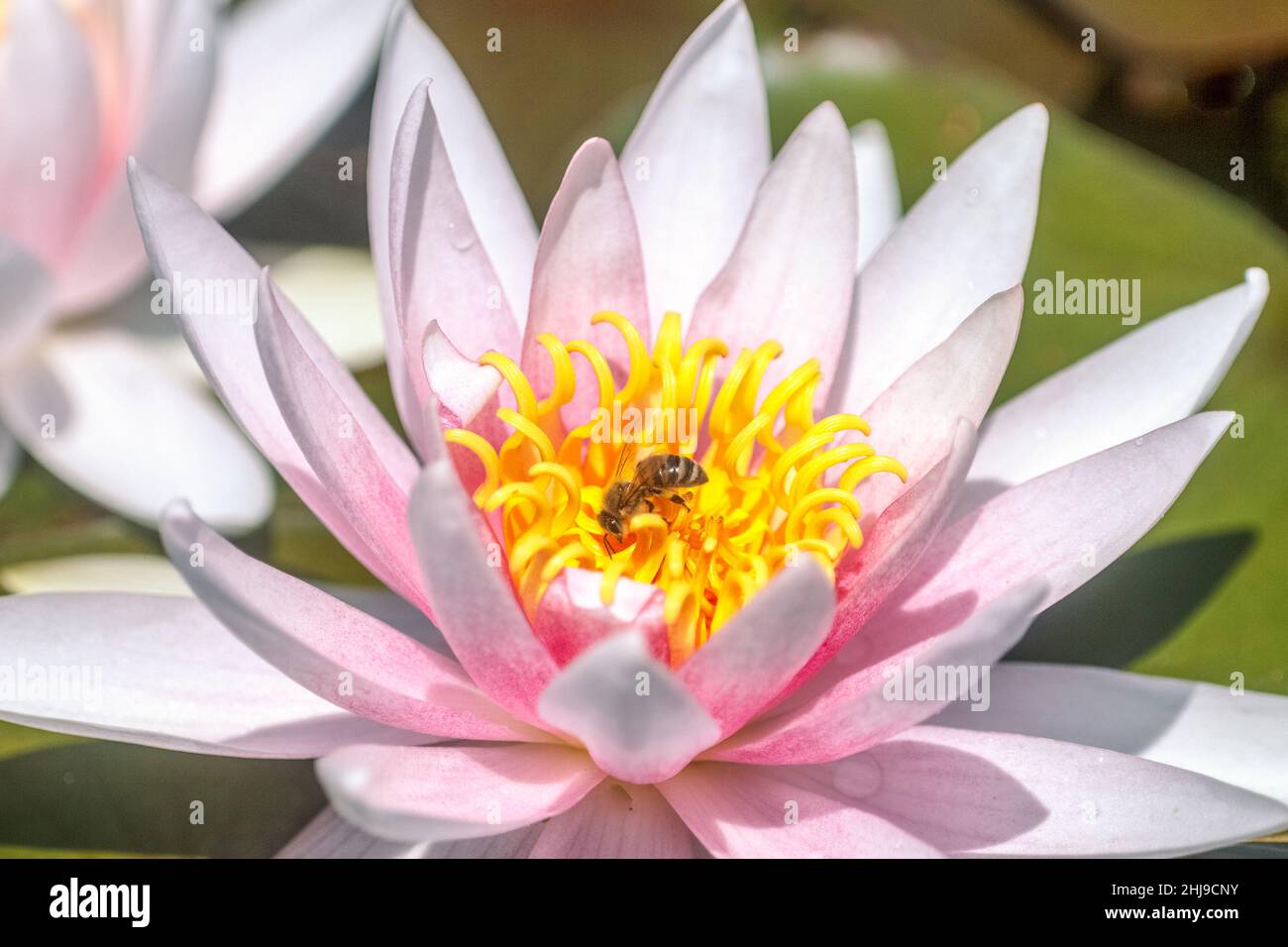 Bee pollinating white waterlily flower Stock Photo - Alamy