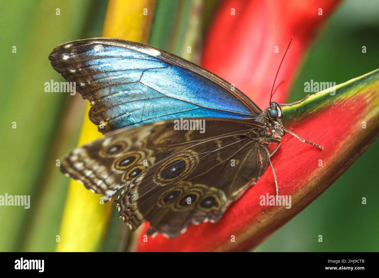 Striking blue butterfly hi-res stock photography and images - Alamy