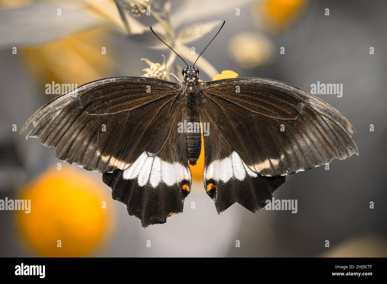 Papilio polytes (male), the common Mormon, exotic butterfly Stock Photo ...