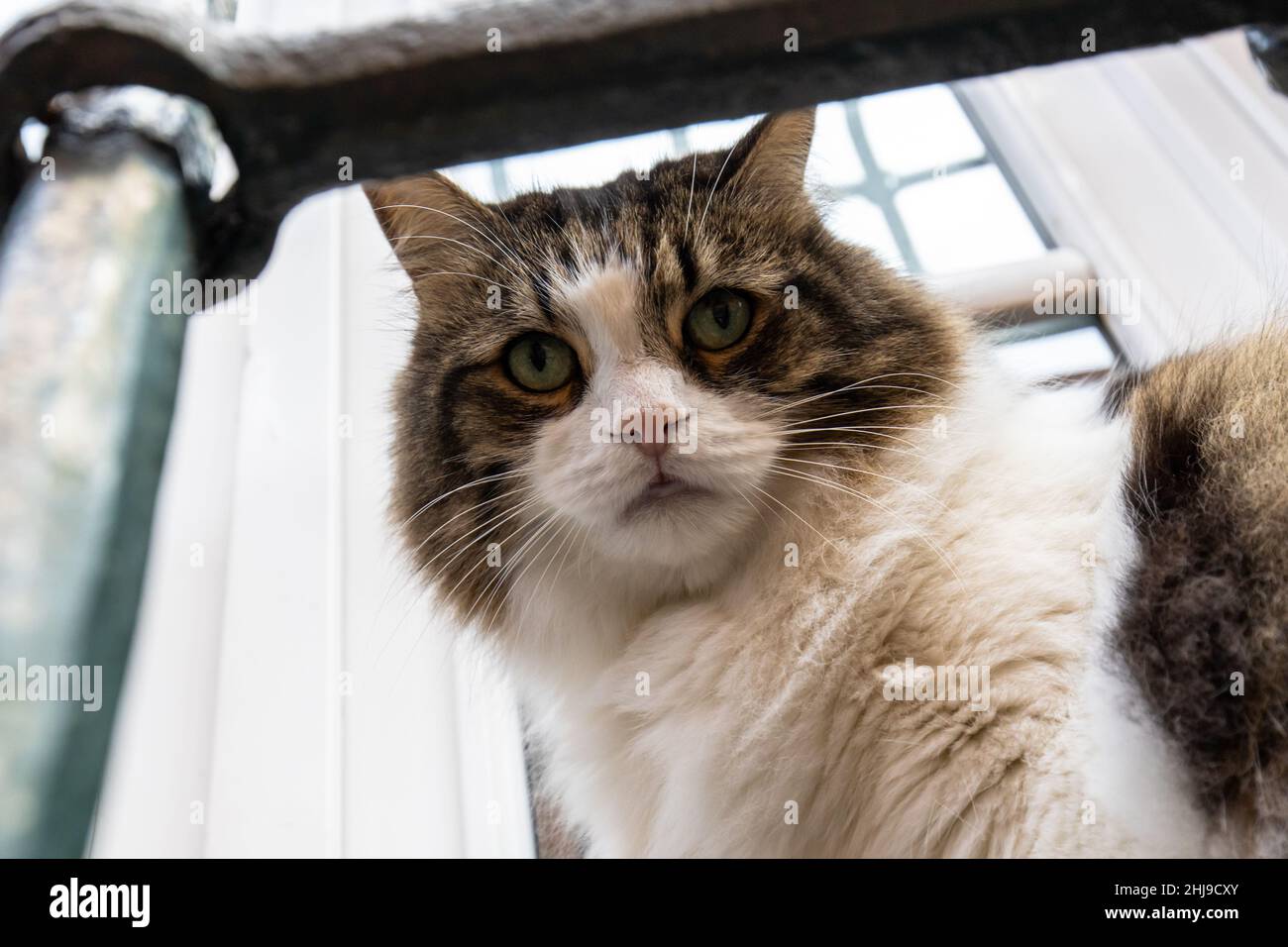 Cat behind hi-res stock photography and images - Alamy