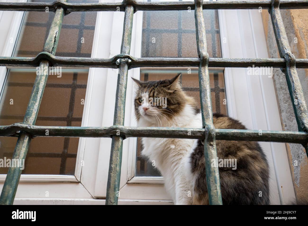 a beautiful adult cat "behind bars Stock Photo - Alamy