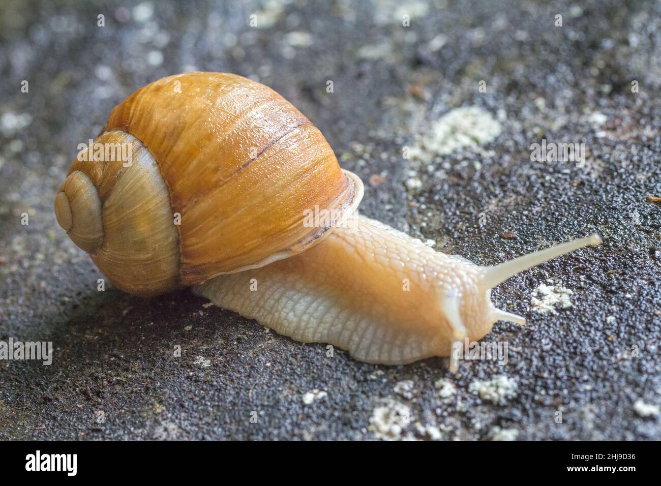 Creeping snail with conch Stock Photo - Alamy