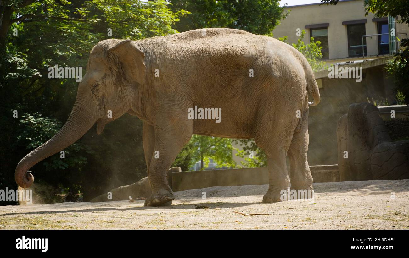 Asian elephants nature trees hi-res stock photography and images - Alamy