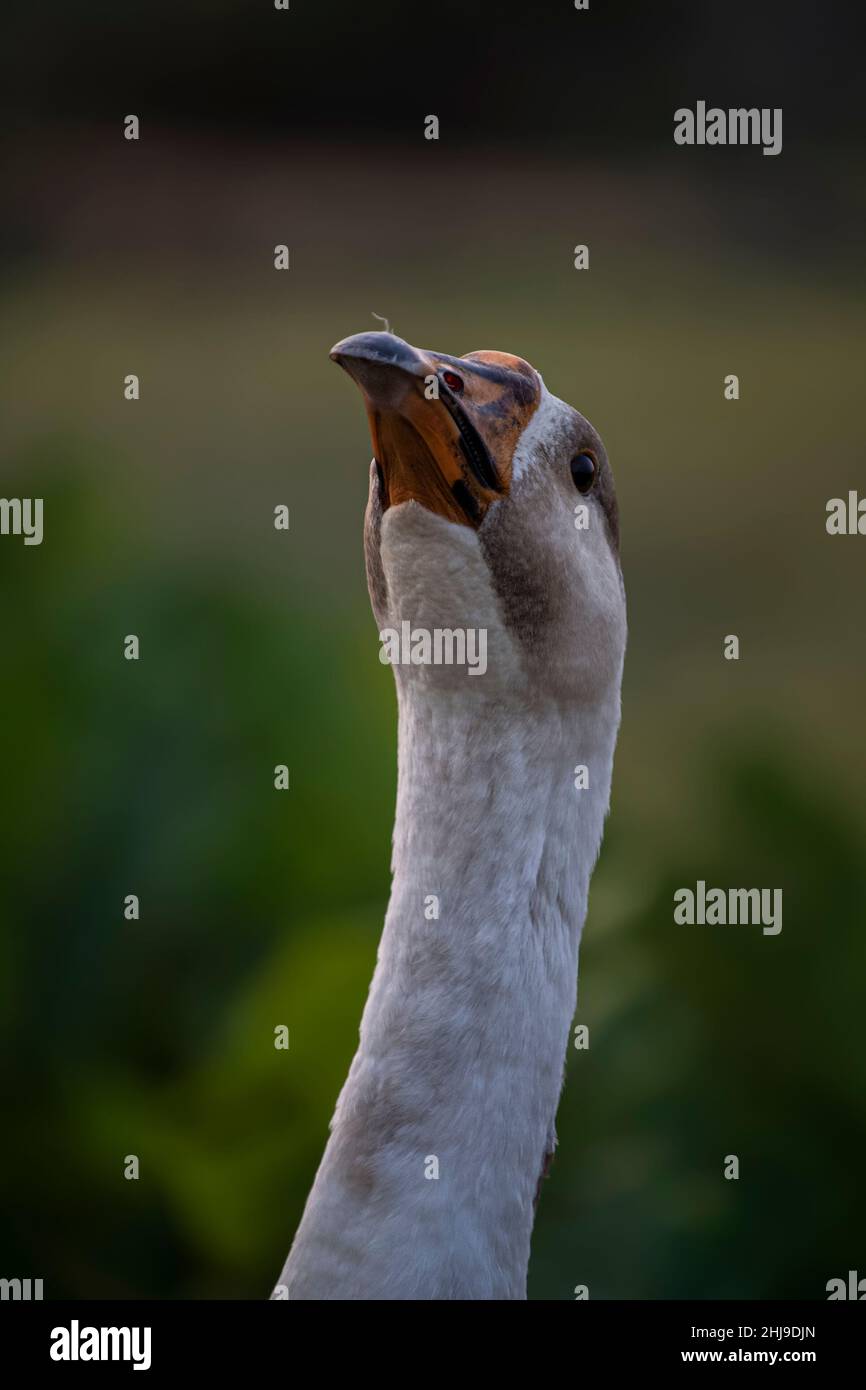 Side face close up of a mute swan bird with beautiful blurred ...