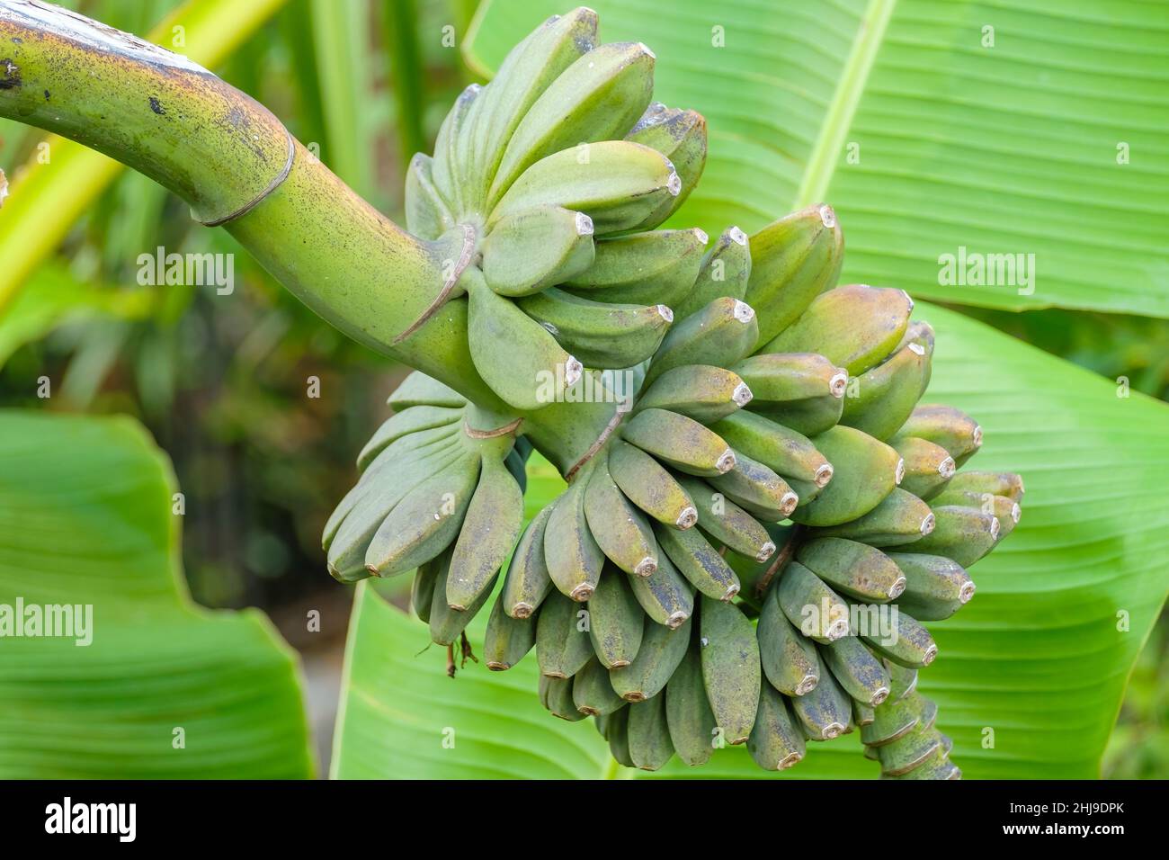 Bunch of green bananas grow on tree branch against huge leaf on ...