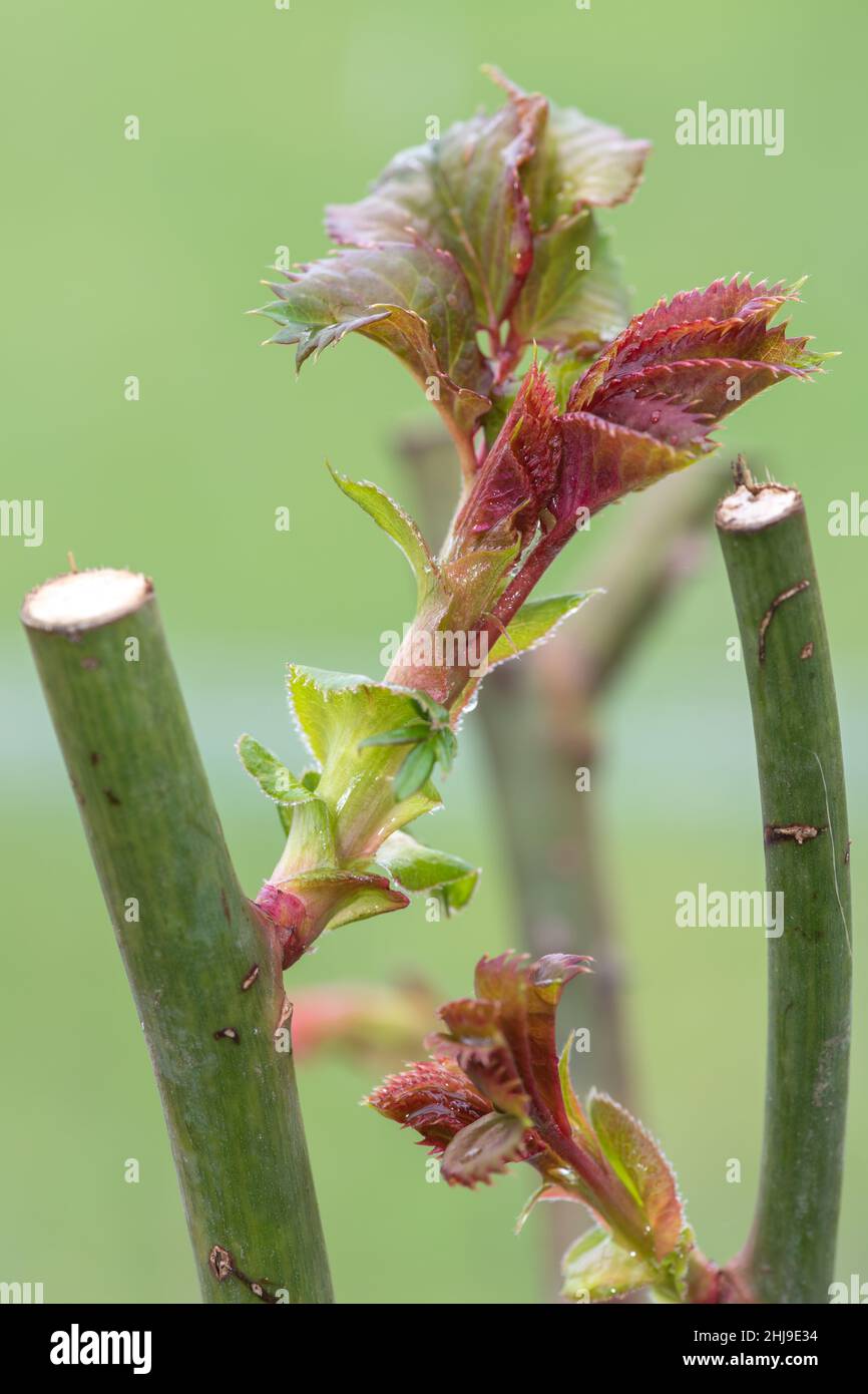 Pruned roses hi-res stock photography and images - Alamy