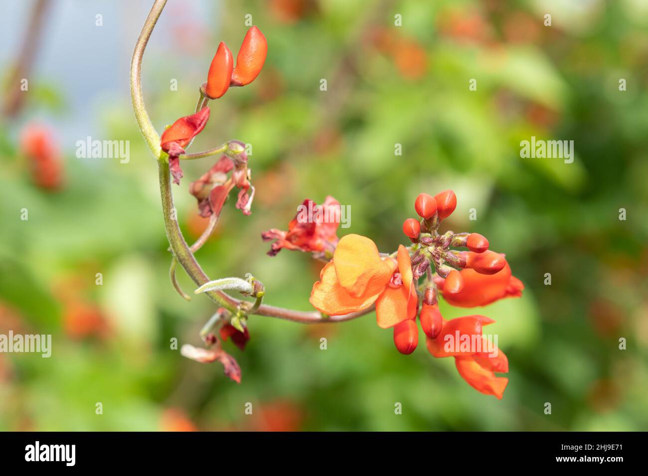 Close up of red flowers on a runner bean (phaseolus coccineus) plant ...