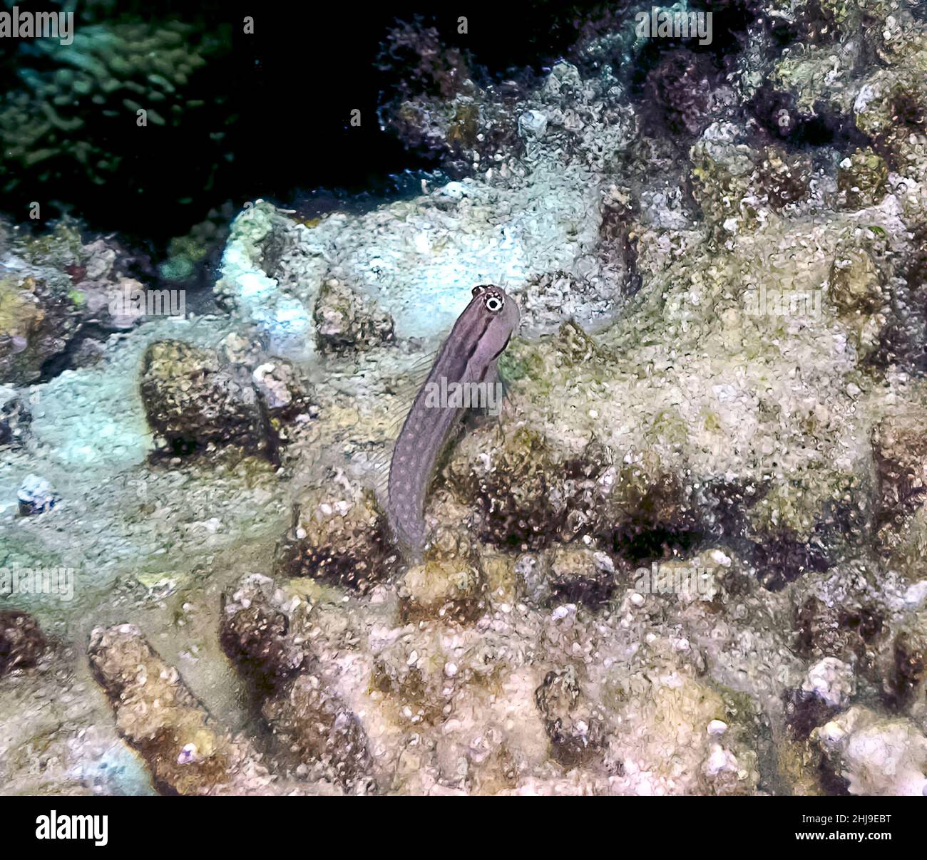 A Nalolo Blenny (Ecsenius nalolo) in the Red Sea, Egypt Stock Photo - Alamy