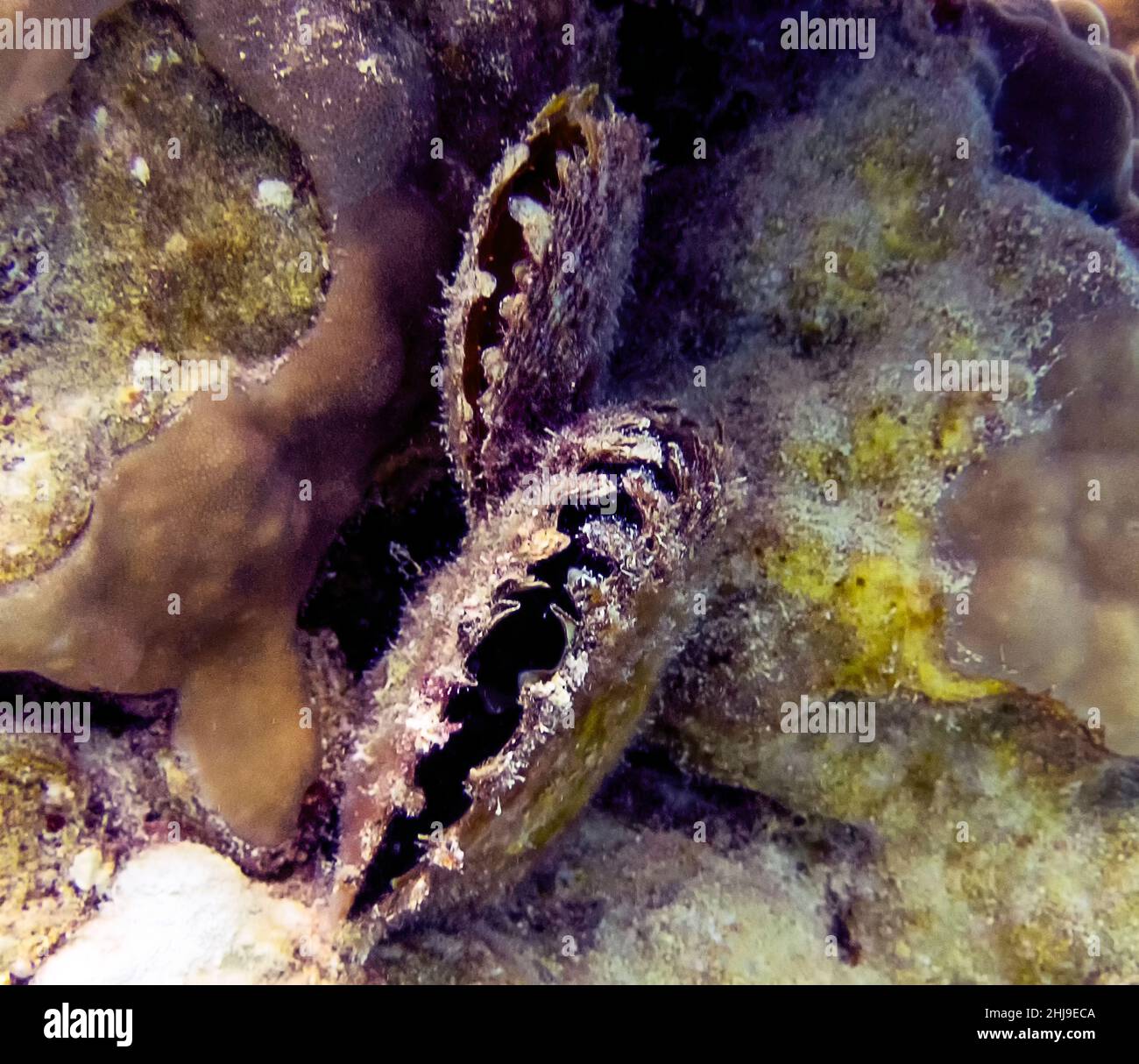 Old oyster shells in the Red Sea, Egypt Stock Photo - Alamy