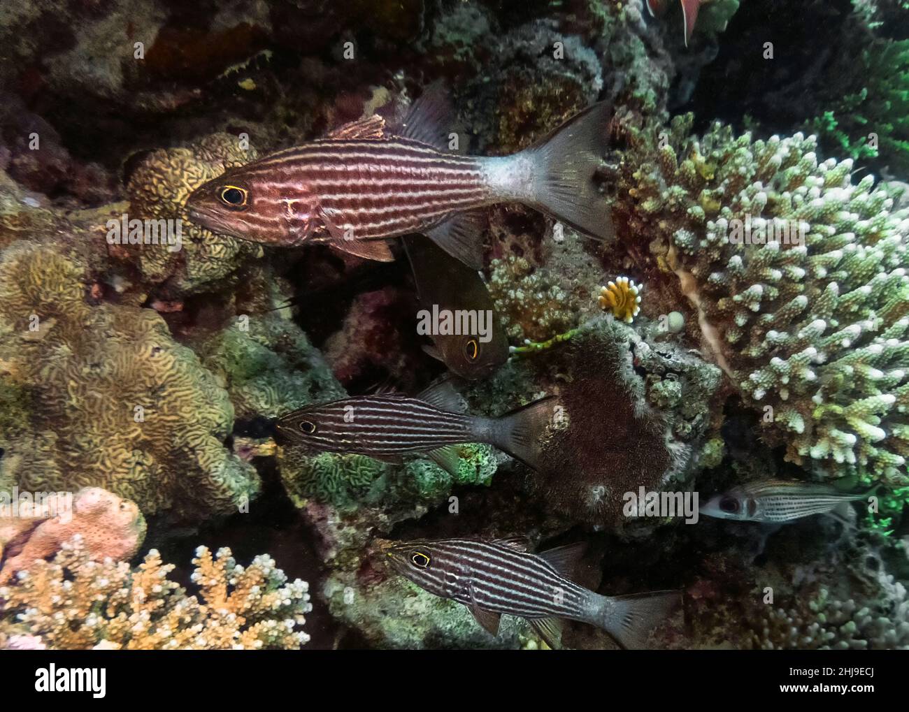 A Tiger Cardinalfish (Cheilodipterus macrodon) in the Red Sea, Egypt ...
