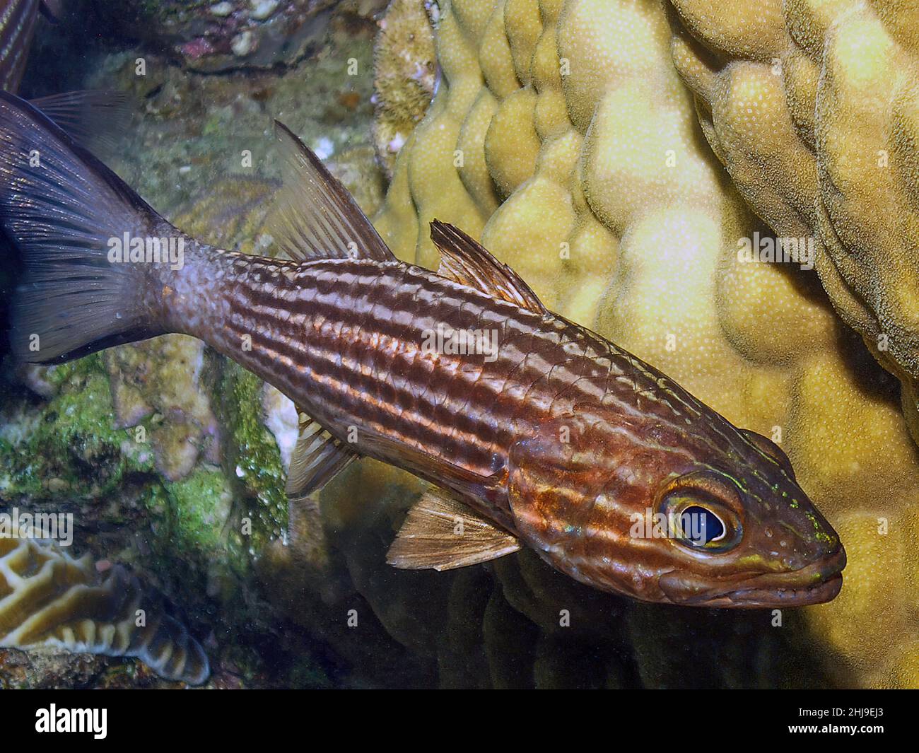 A Tiger Cardinalfish (Cheilodipterus macrodon) in the Red Sea, Egypt ...