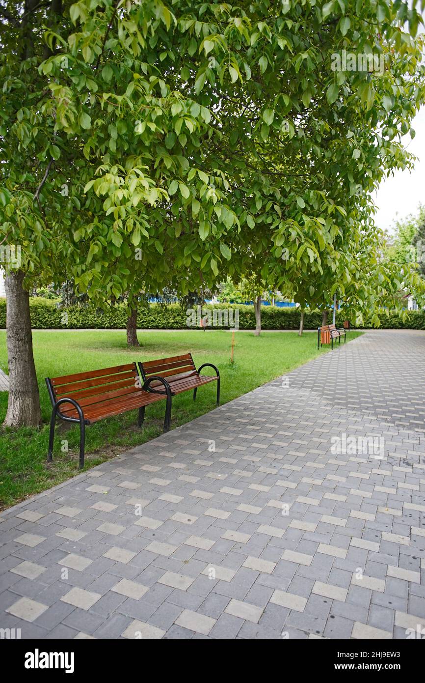 Walnut tree sheltering 2 benches in a public park Stock Photo - Alamy