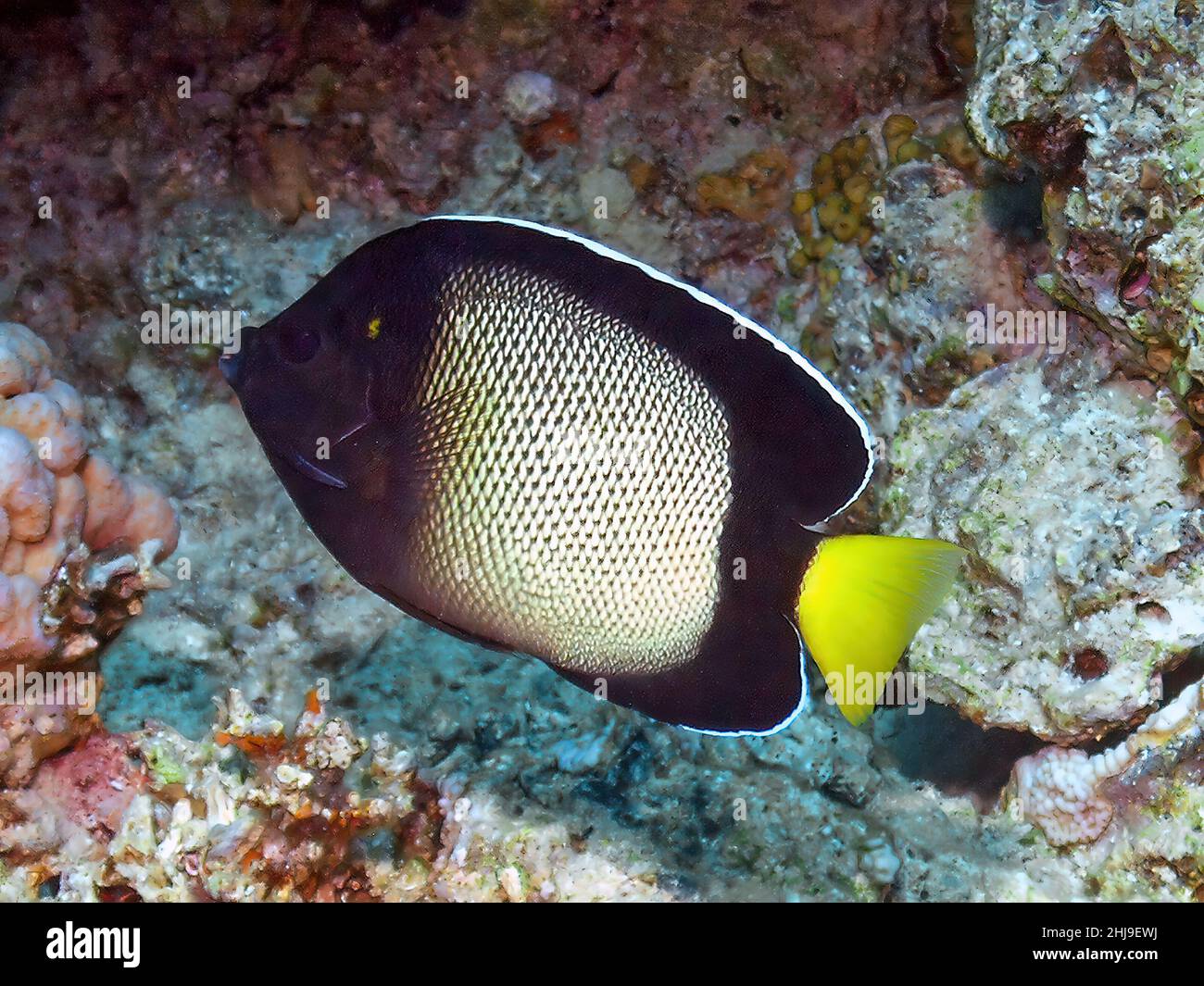 An Yellow-ear Angelfish (Apolemichthys xanthotis) in the Red Sea, Egypt ...
