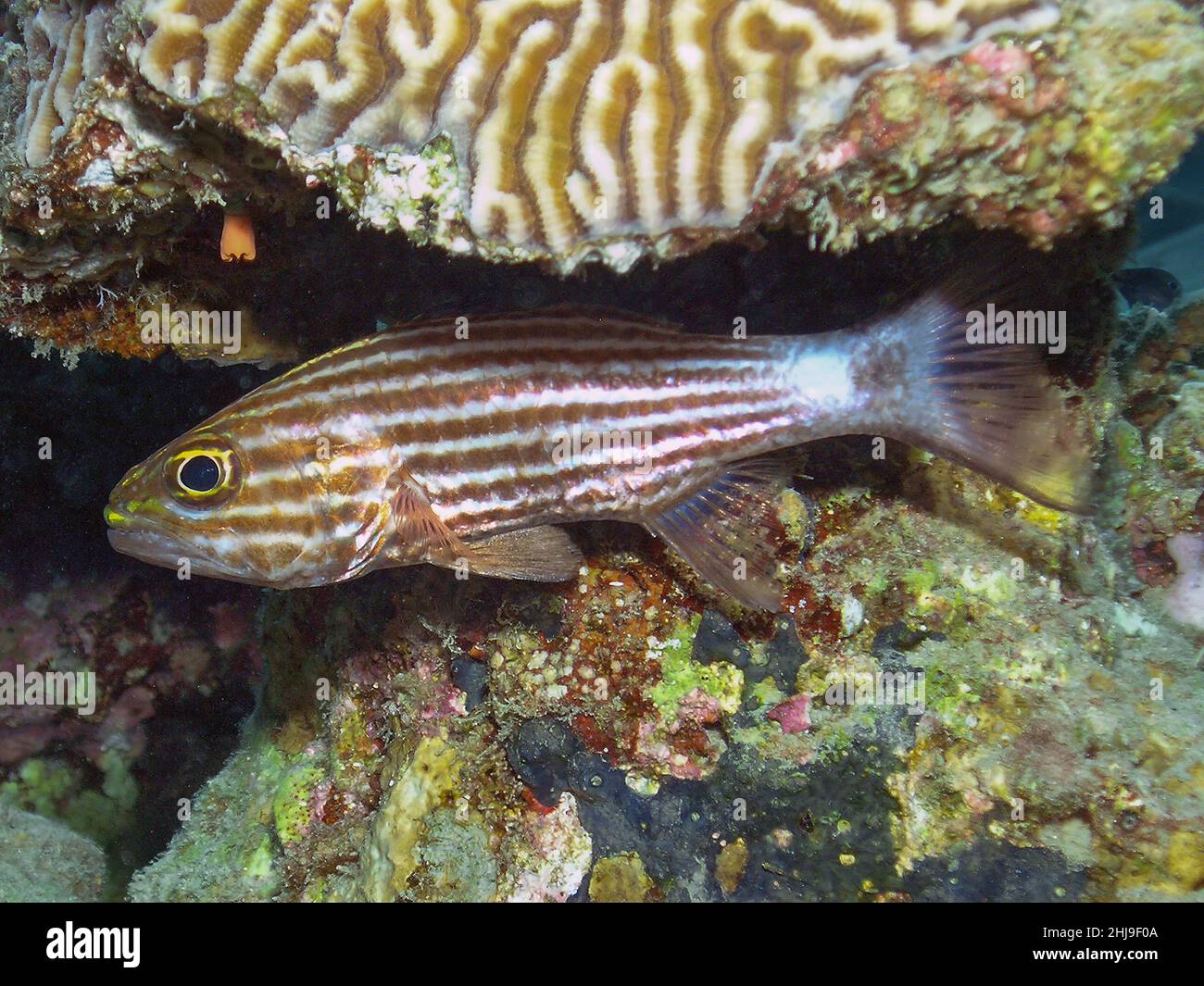 A Tiger Cardinalfish (Cheilodipterus macrodon) in the Red Sea, Egypt ...