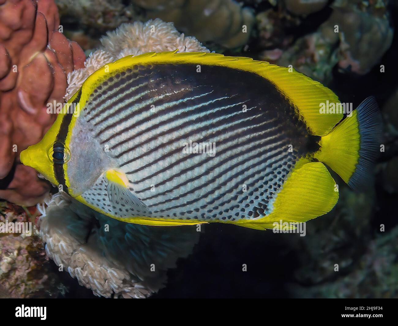 A Blackbacked Butterflyfish (Chaetodon melannotus) in the Red Sea ...