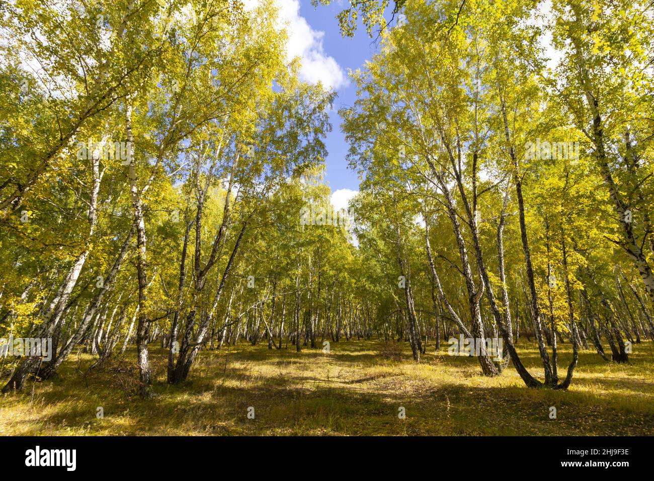 Summer forest against a cloudy sky at noon Stock Photo - Alamy