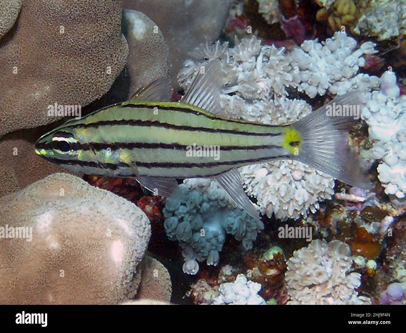 A Fiveline Cardinalfish (Cheilodipterus quinquelineatus) in the Red Sea ...