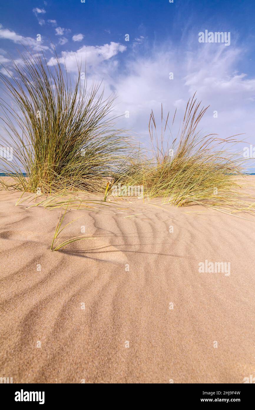 Shore grass hi-res stock photography and images - Alamy