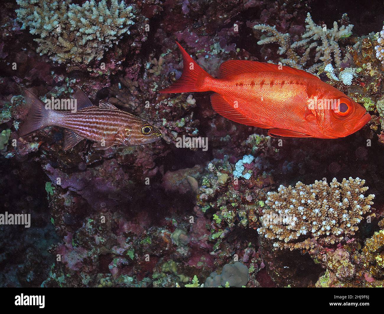 A Lunar Bigeye (Priacanthus hamrur) in the Red Sea, Egypt Stock Photo ...