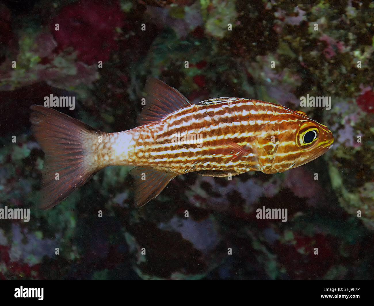 A Tiger Cardinalfish (Cheilodipterus macrodon) in the Red Sea, Egypt ...